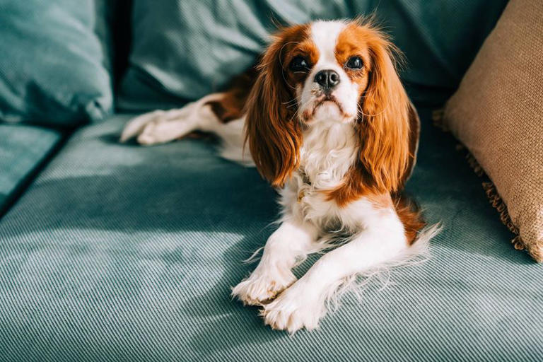 Vet says these are five dog breeds he'd never own - some are 'loveliest ...