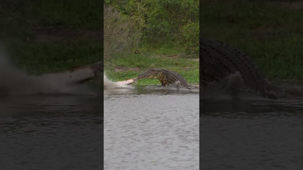 Catch a Fierce Crocodile Feeding on an Impala Action