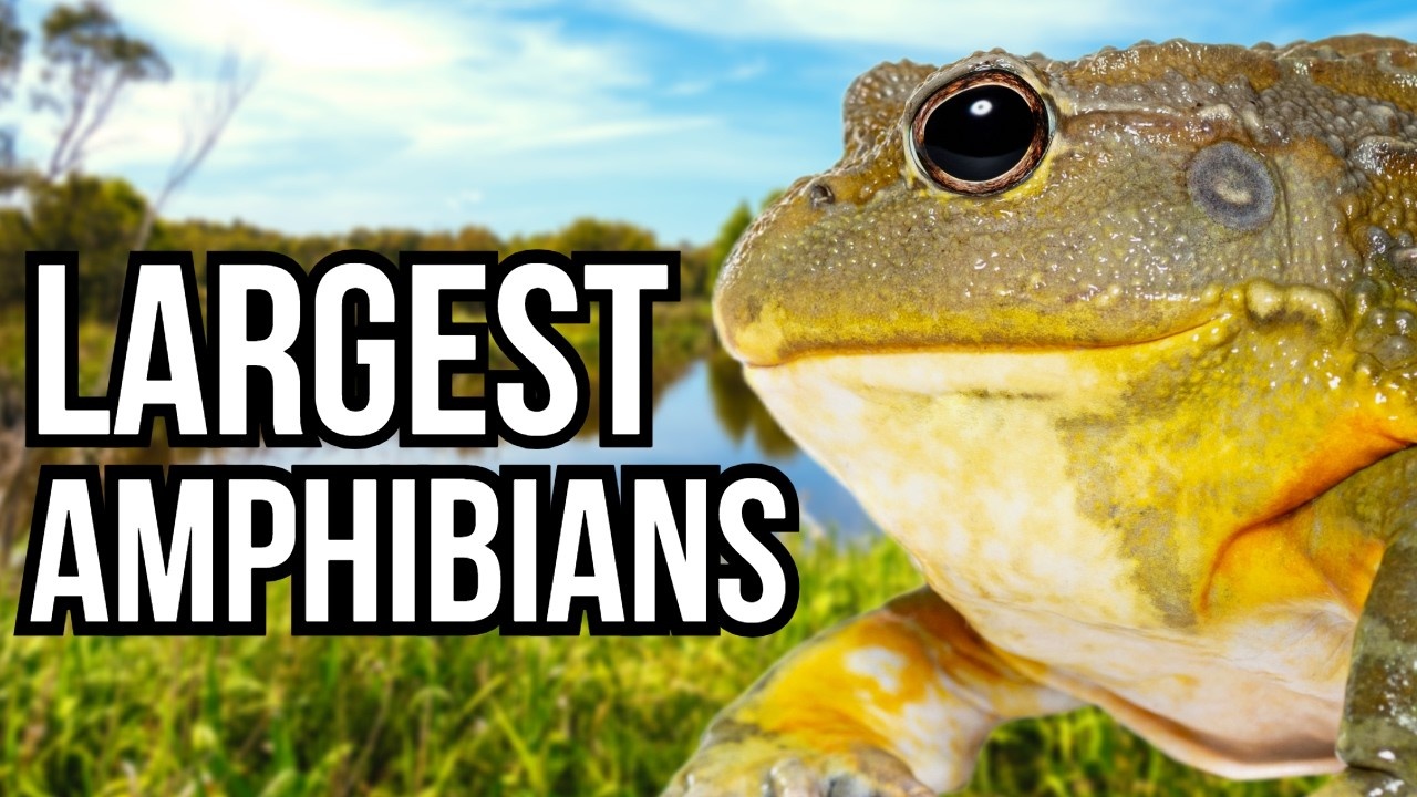 The world’s largest amphibian comes from one place