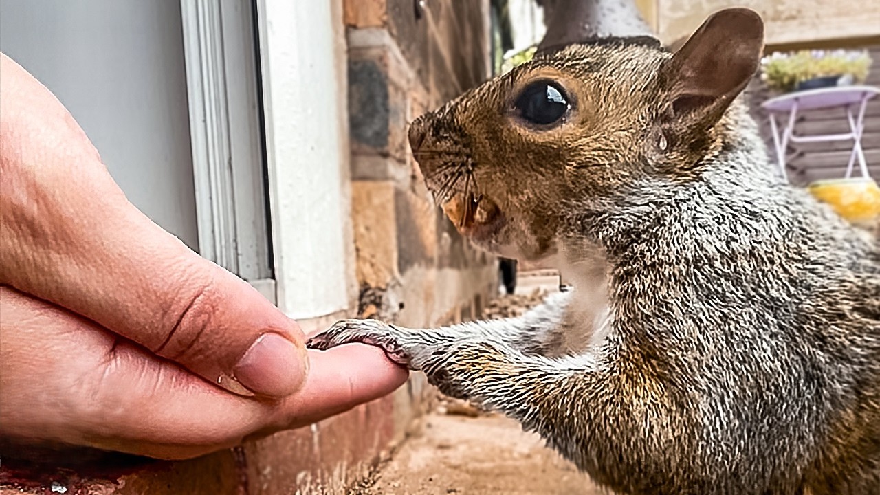She let him go - but this wild squirrel refused to forget her