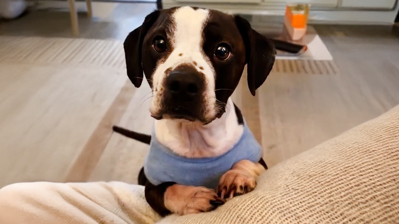 Dog deserves extra love for being so polite today