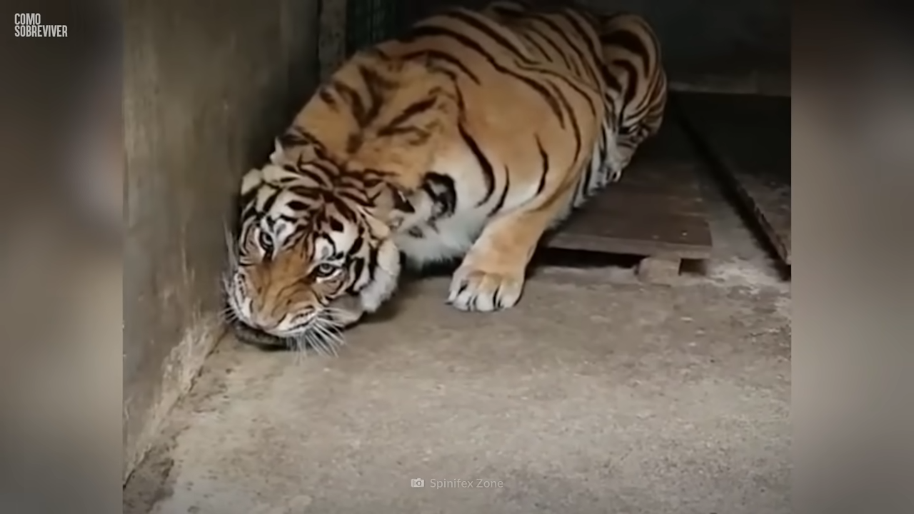 O dono de um animal exótico quase dizimou uma cidade - um massacre que ...