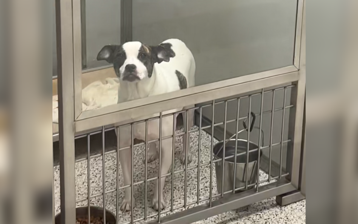 Dog returned to shelter 6 months after adoption – her reaction is ...