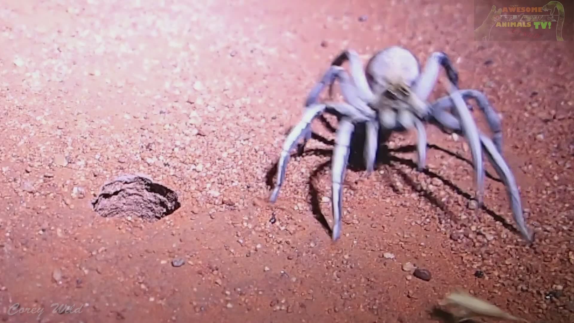 Discovering trapdoor spiders that burst from hidden burrows to catch prey