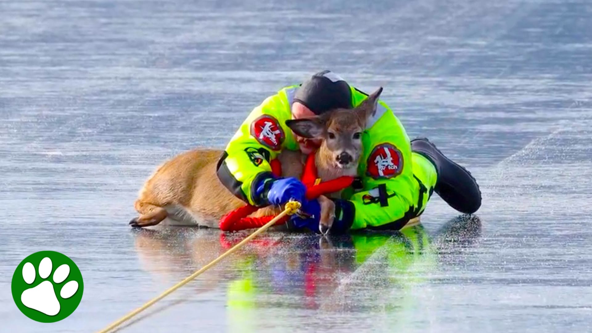 Deer trusts firefighter after calming embrace