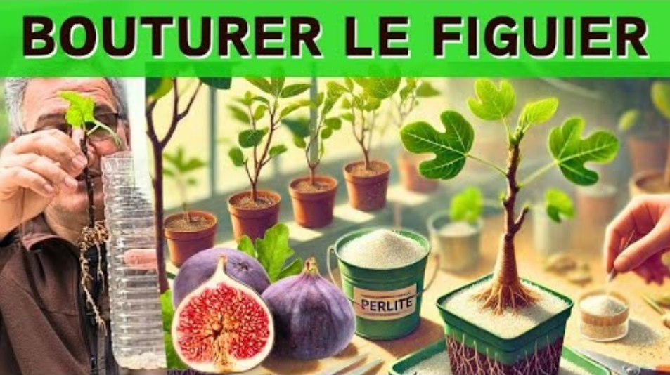 Bouturage de figuier dans la perlite la méthode ultra efficace