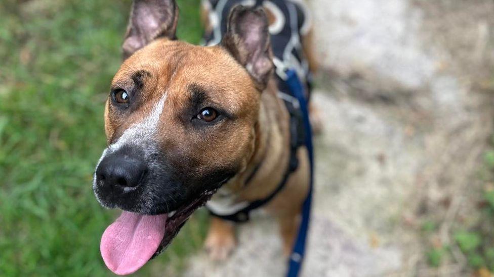 Rising vet bills push RSPCA shelter towards closure