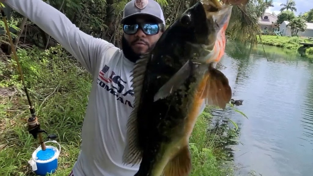 Freshwater fishing in South Florida for peacock bass