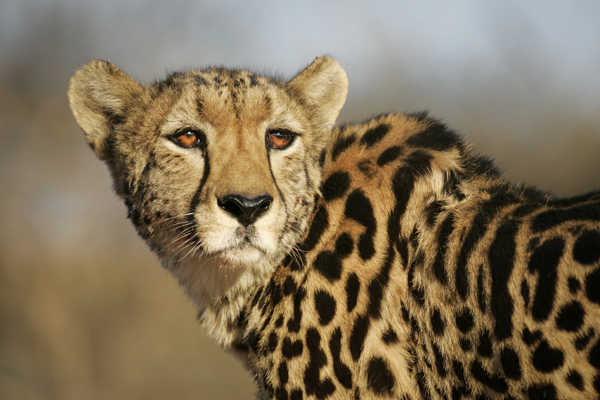 Animals with the rarest color patterns