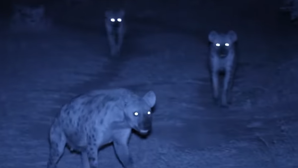 This strange animal can crush bones... their jaws are built for destruction