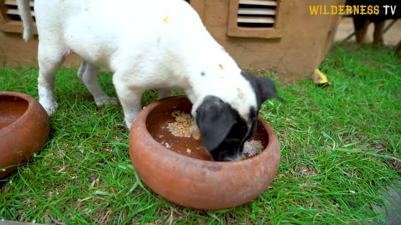 We took in hungry, shaking puppies, then the work got twice as hard