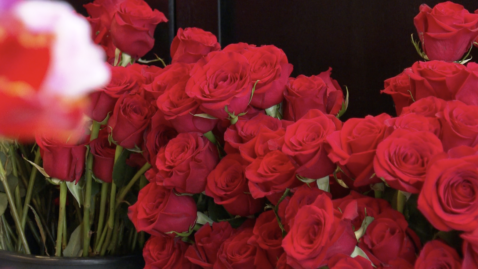 Valentine's Day brings sweet success to Tallahassee businesses as sales ...