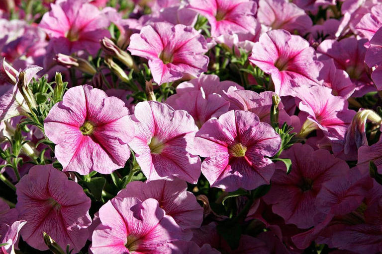 7 tips cerdas mempercantik taman depan rumah dengan biaya murah
