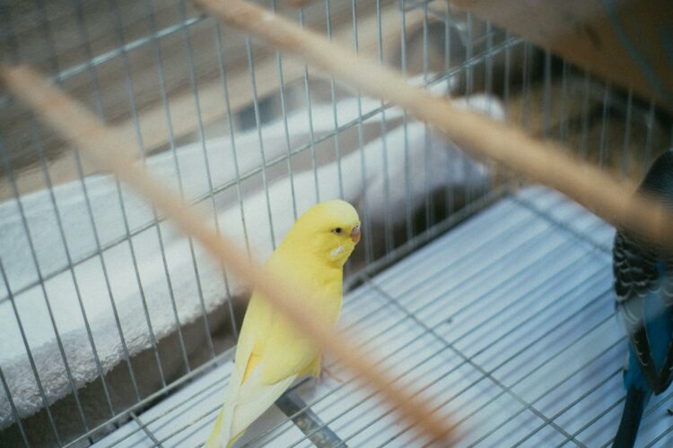 10 reasons your parrot stopped talking