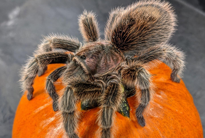 15 states with a high presence of tarantulas