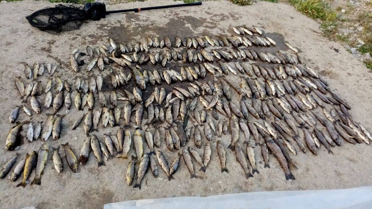 Cork fish kill report calls for single agency to lead pollution ...