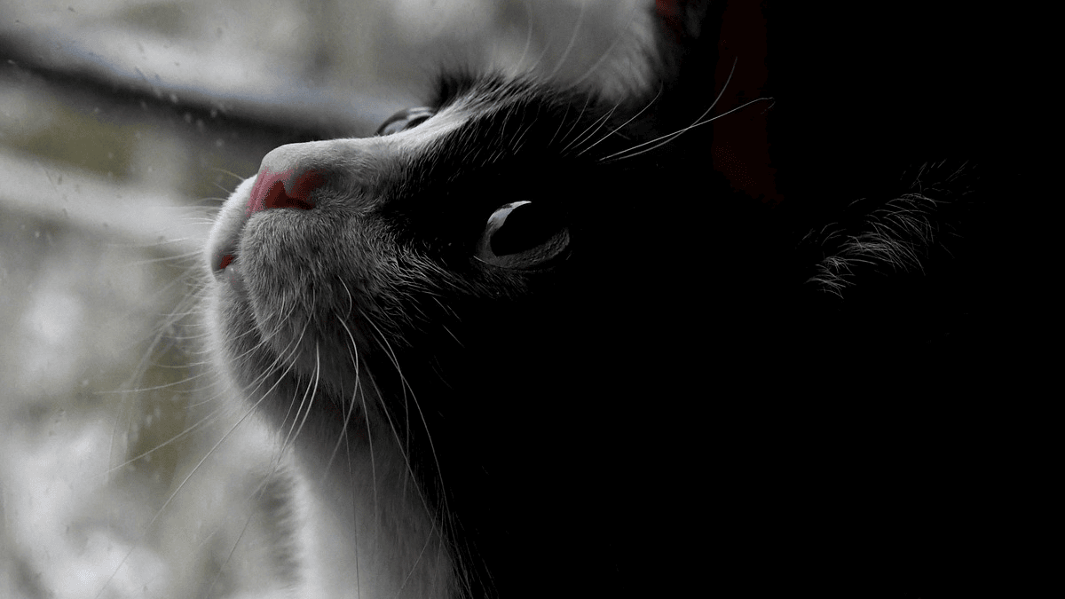 9 legendary tips from a veterinarian to keep your cat happy