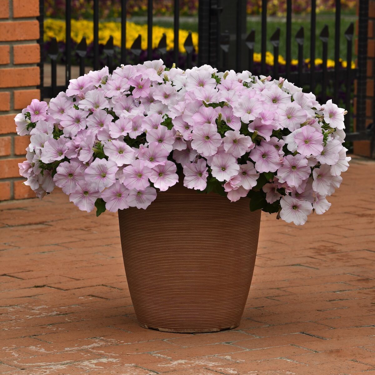 Top 10 best plants and flowers for growing in pots