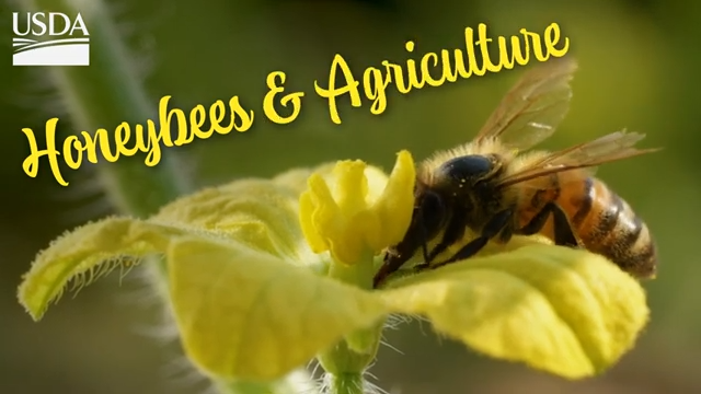Honey bee thieves threaten Fresno's almond crops. A bee detective hunts ...