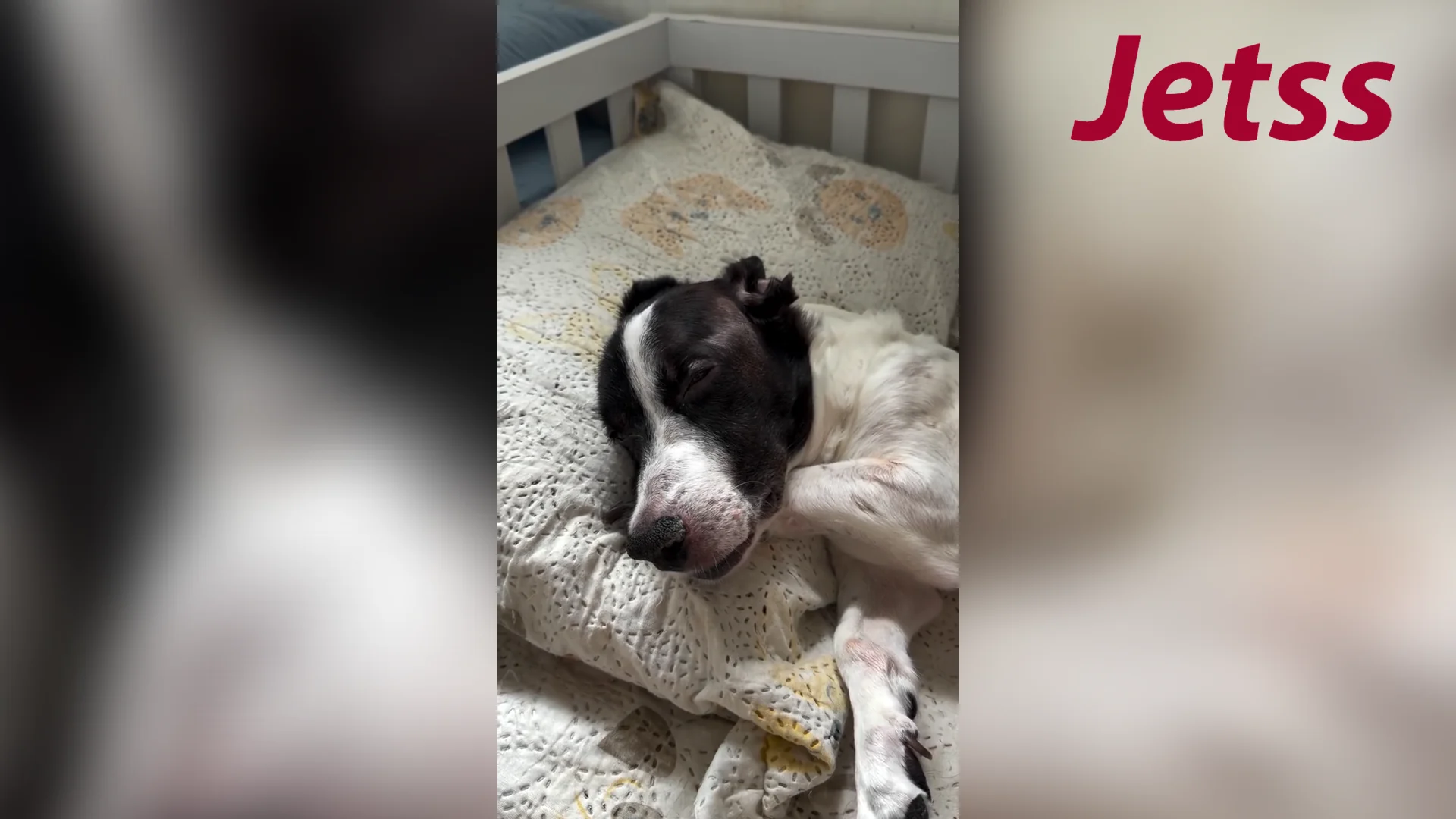 Cachorro pede para dona cantar e só consegue dormir após a canção
