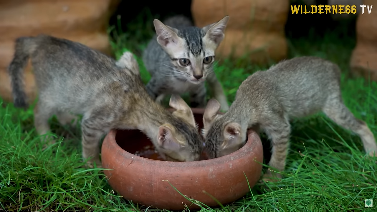 The scared rescue cats were cold and crying, then we built them shelter ...