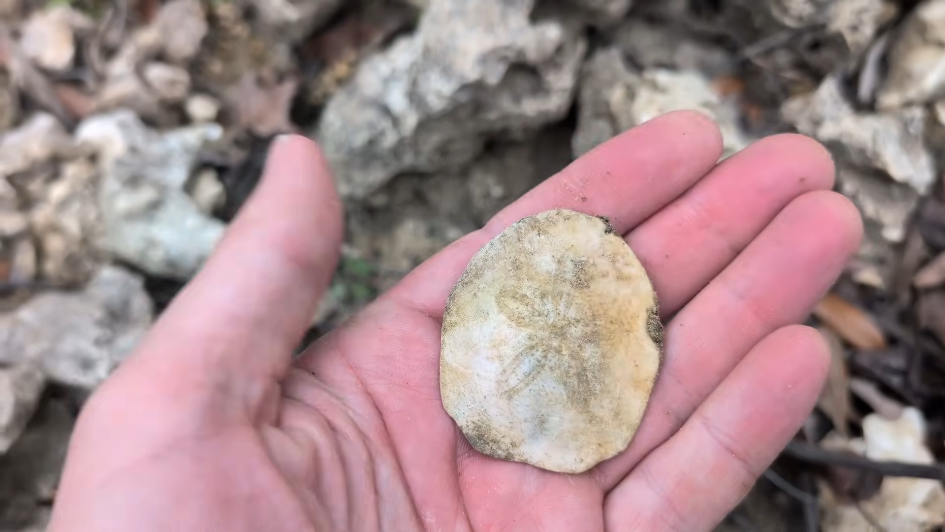 This Florida riverbank is packed with incredible fossils (America’s ...