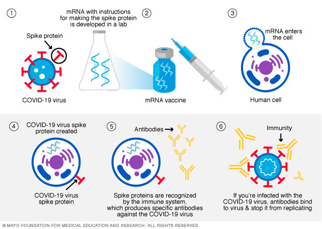Different types of COVID-19 vaccines: How they work
