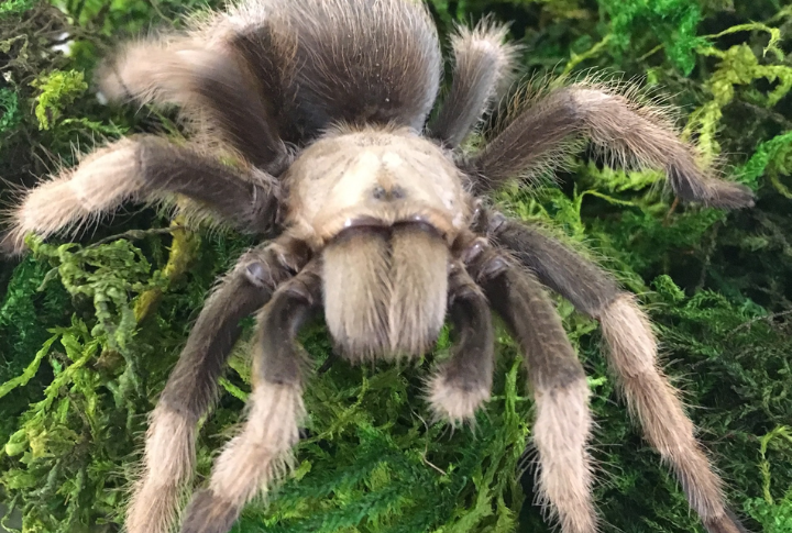 15 states with a high presence of tarantulas