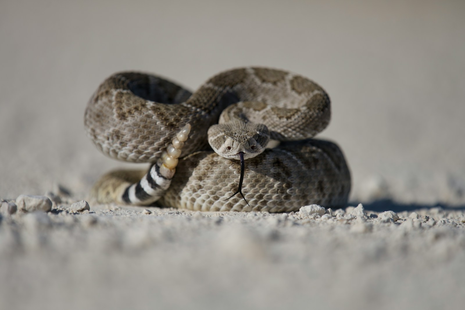 These 12 animals hunt rattlesnakes without hesitation and show why ...