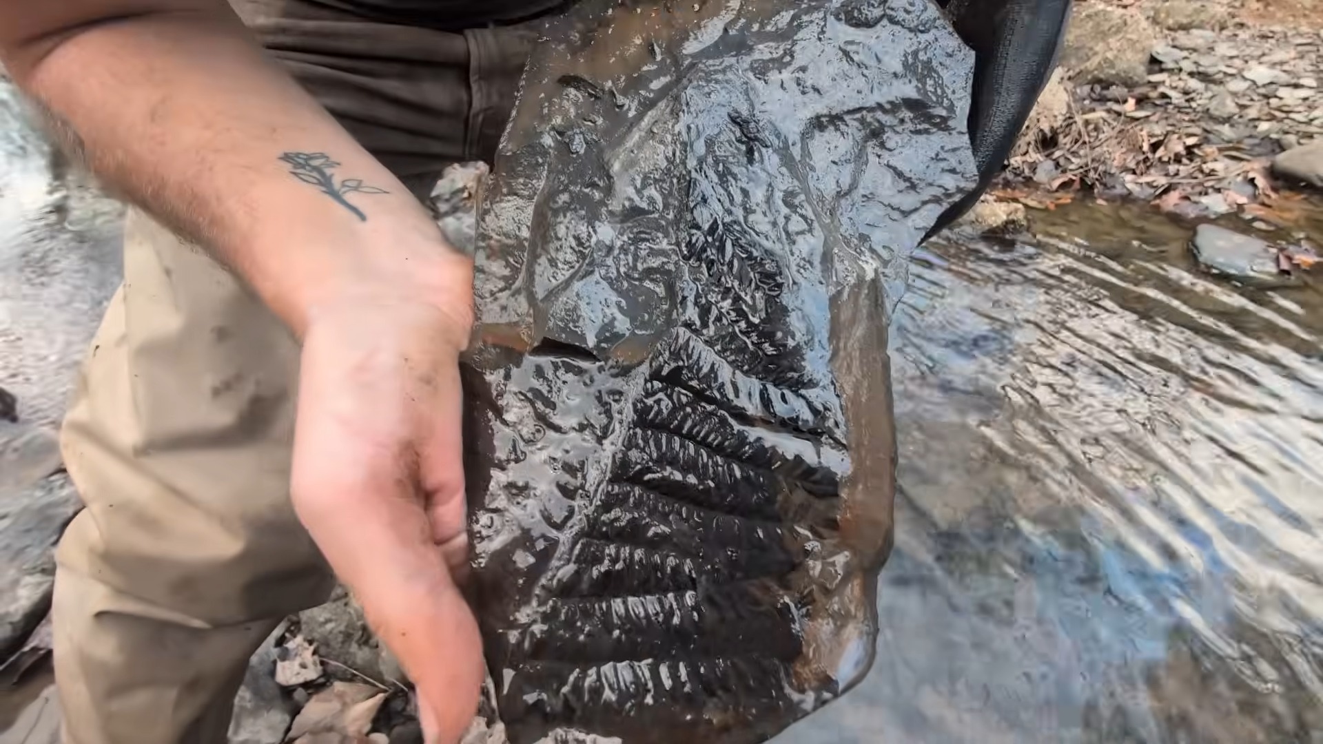 America’s natural heritage: fossil forest remains we found in the wild