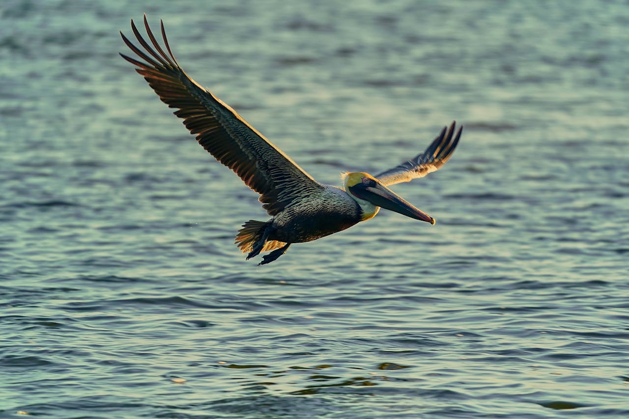 8 pelican facts that show why their coastal future is getting harder