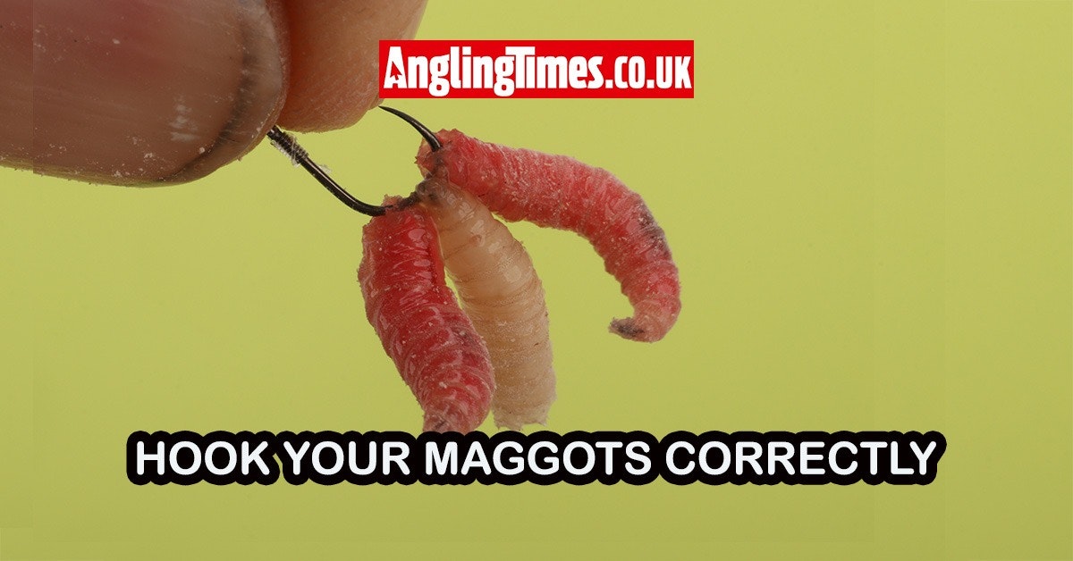 How to hook maggots the right way