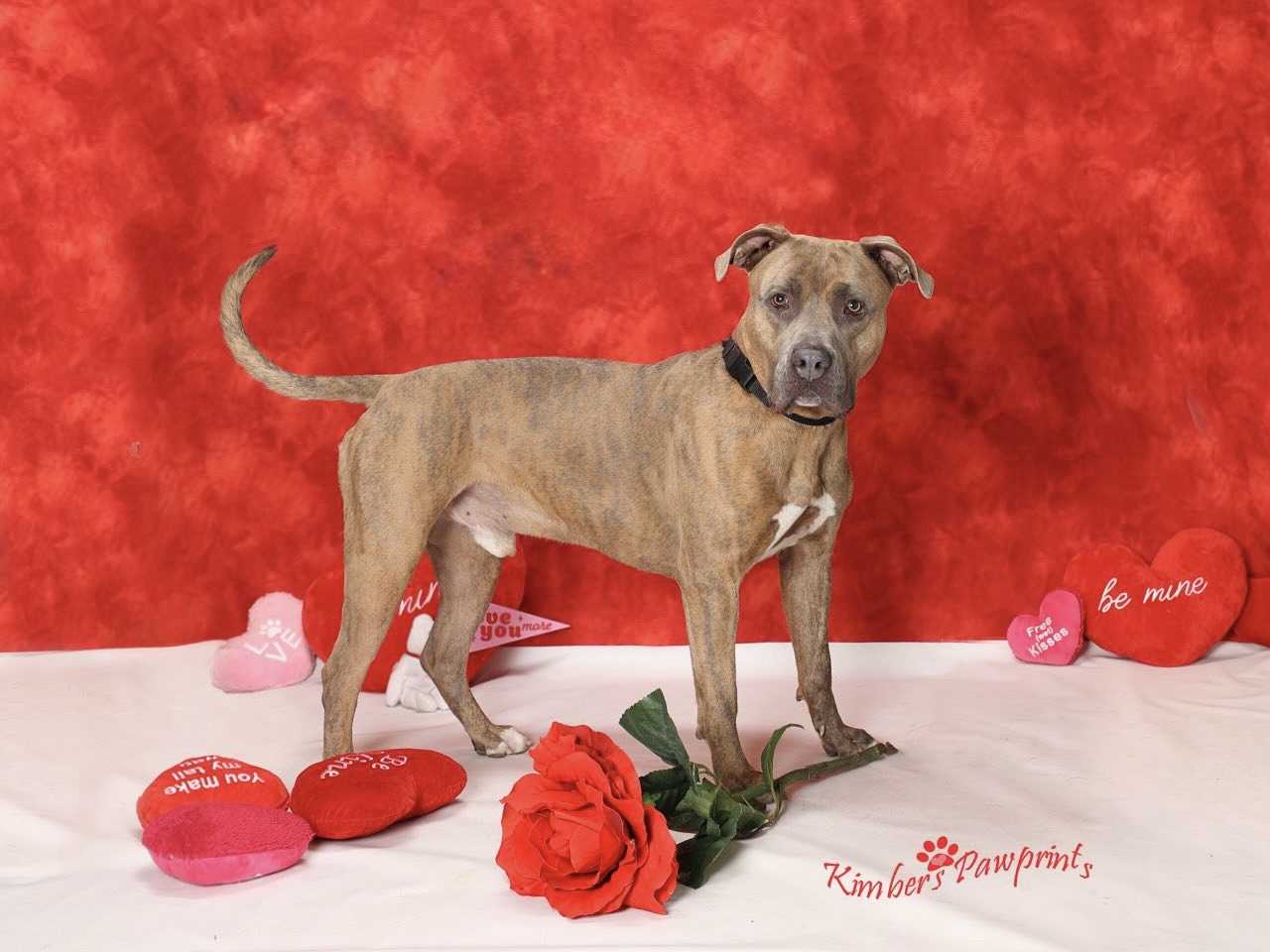 Big, goofy boy: Meet Dasher, the Nebraska Humane Society's pet of the week