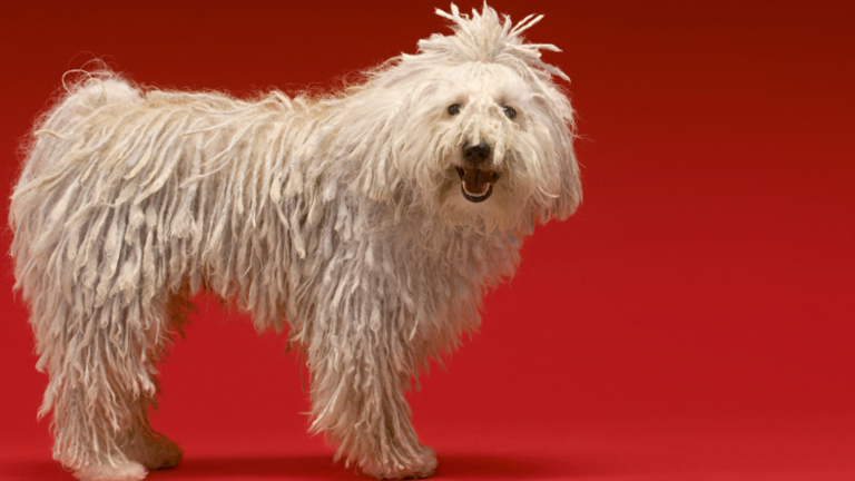 The dog breed famous for its natural dreadlocks is even more ...