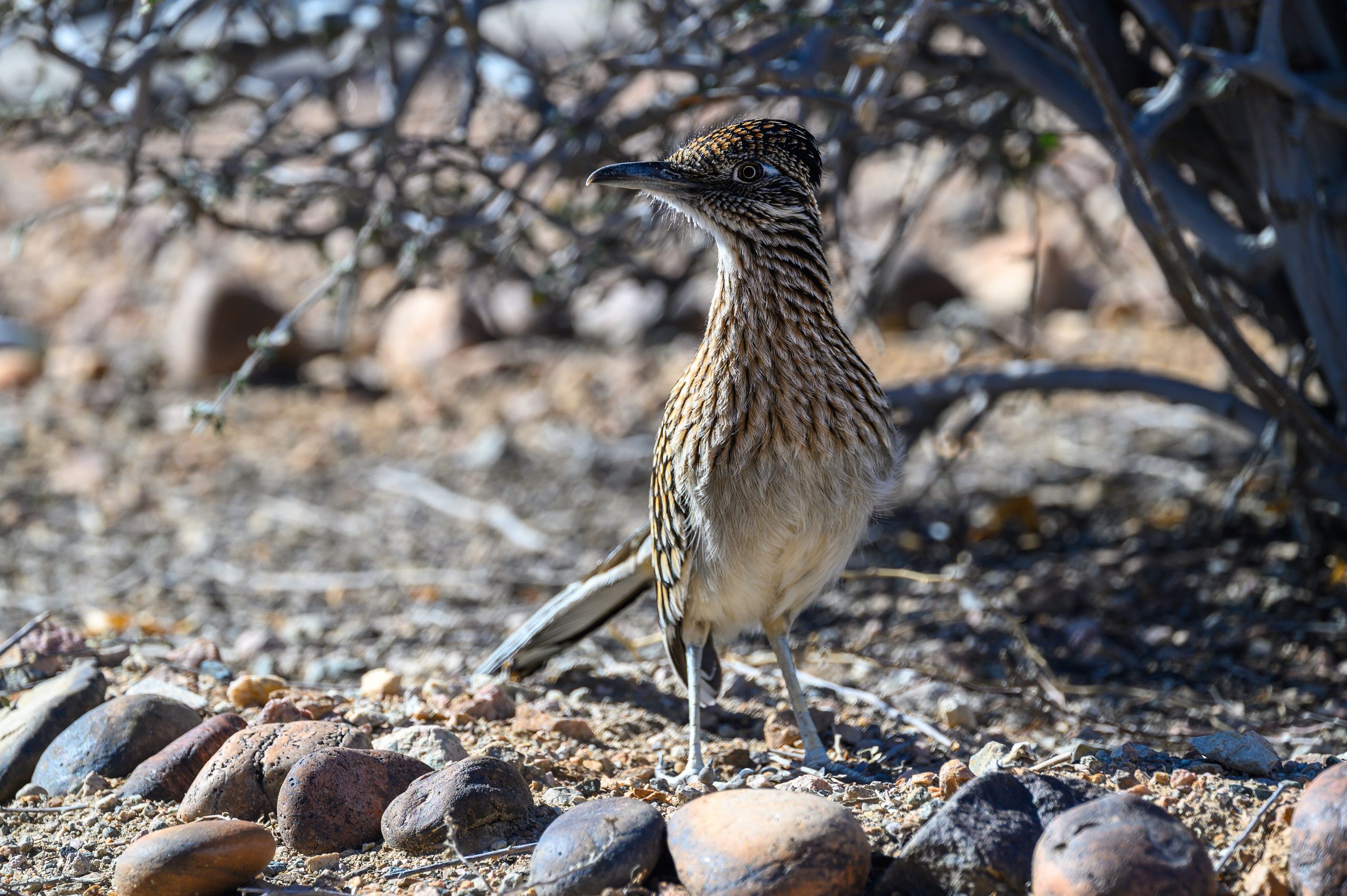 These 12 animals hunt rattlesnakes without hesitation and show why ...