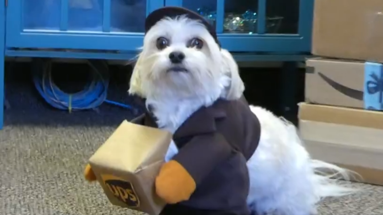Dog greets delivery driver with excitement