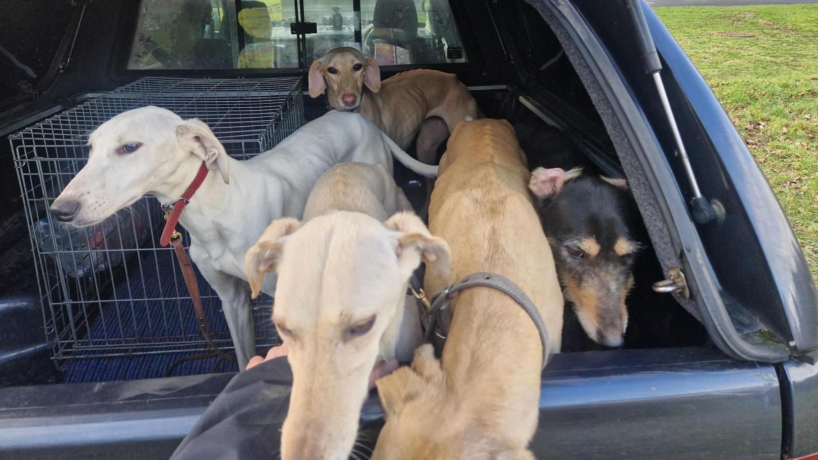 Five dogs seized after suspected hare coursing