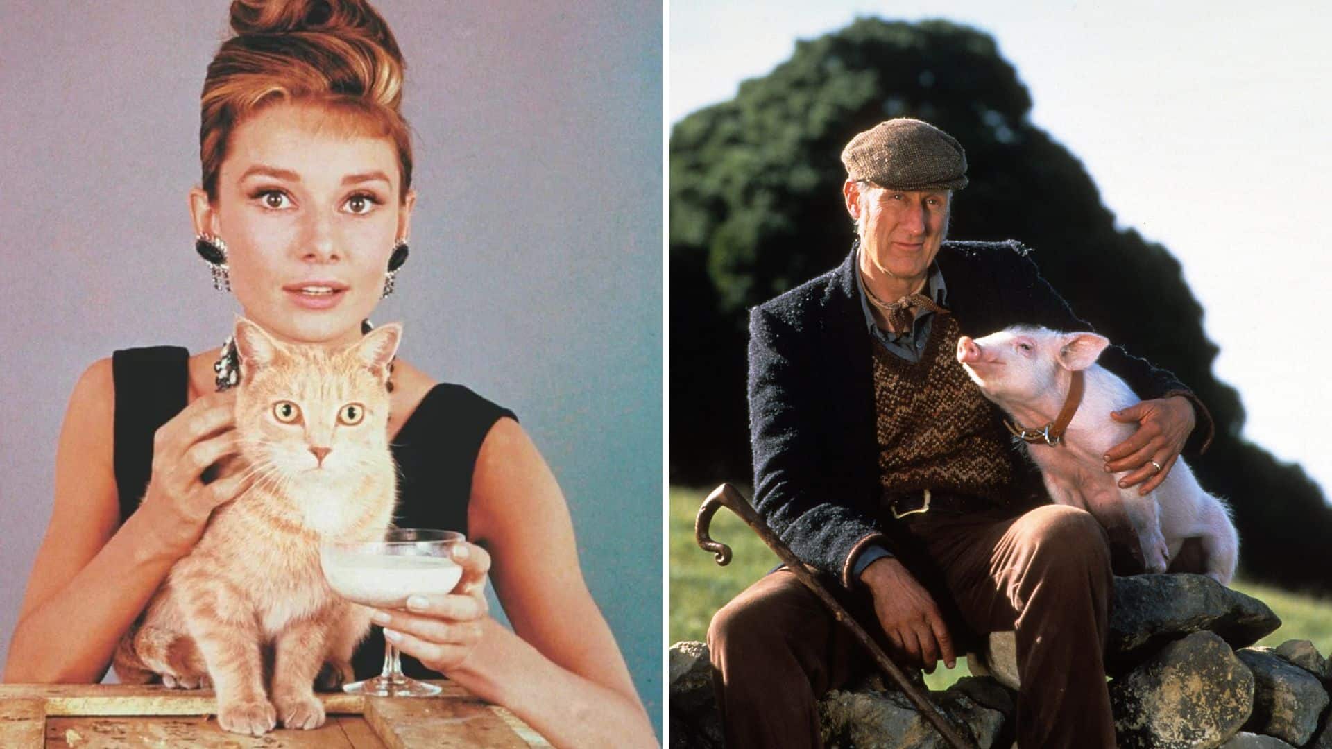 Animal performers who stole the spotlight on screen