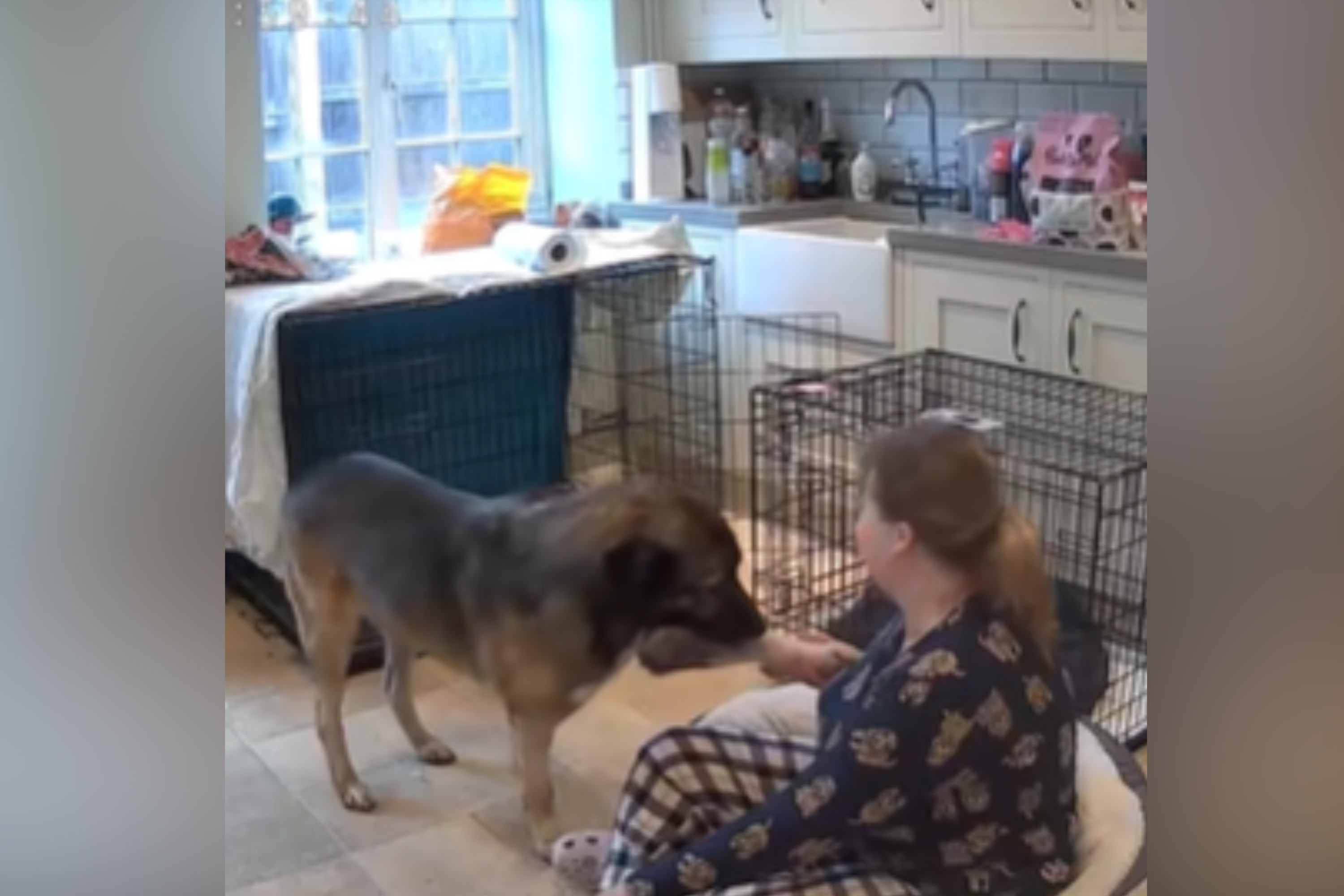 Tears as cam captures moment foster dog finally brave enough to ask for hug