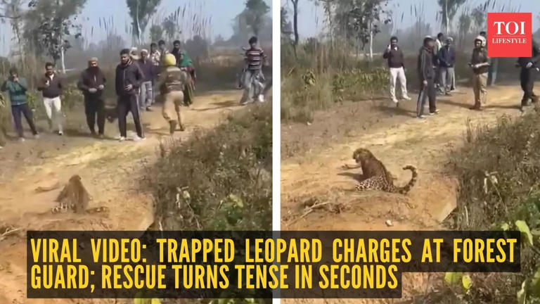 Viral video: Trapped leopard charges at forest guard; rescue turns ...