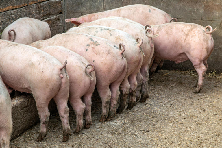 Let the hogs eat him: Man sentenced for murder-for-hire plot to feed ...
