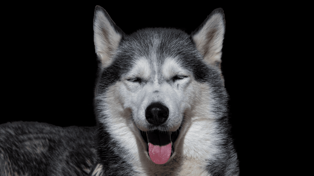 9 common mistakes that ruin your relationship with your dog and how to ...
