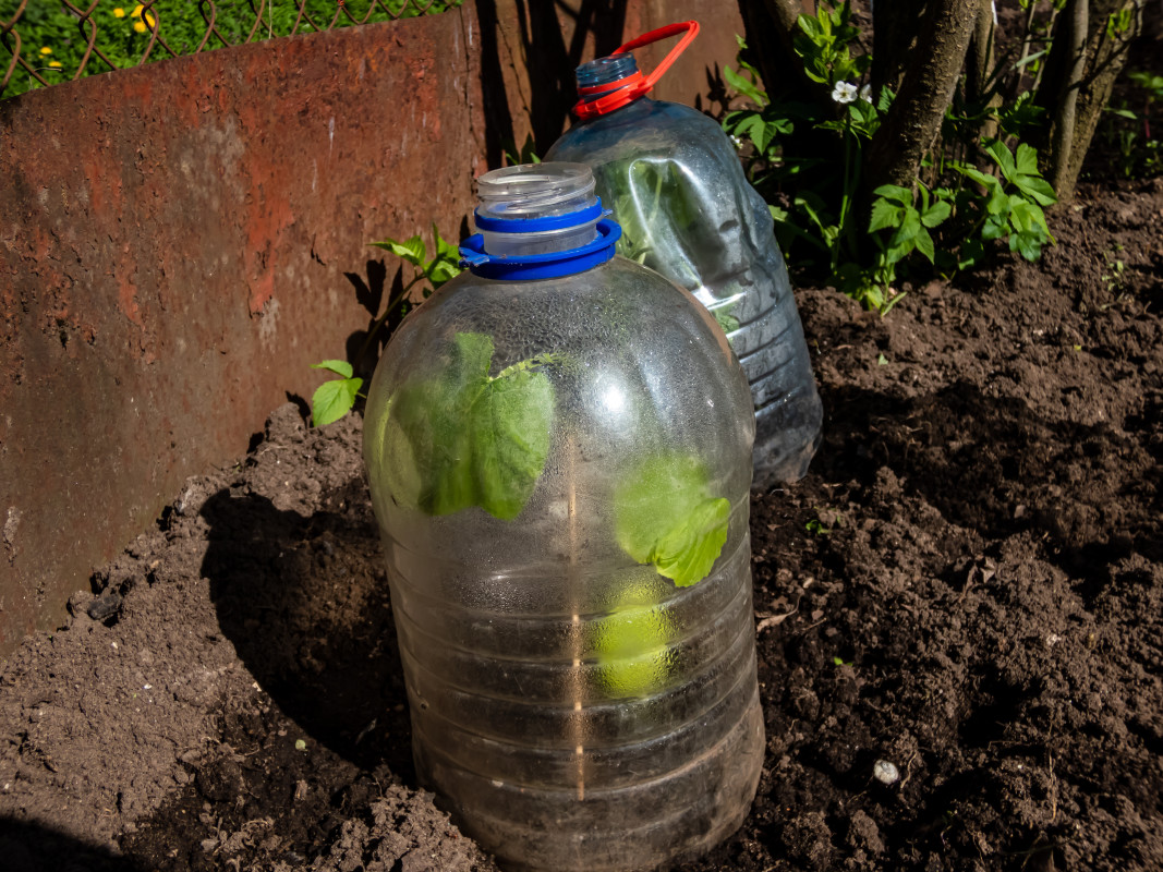 This surprising kitchen item doubles as a DIY greenhouse