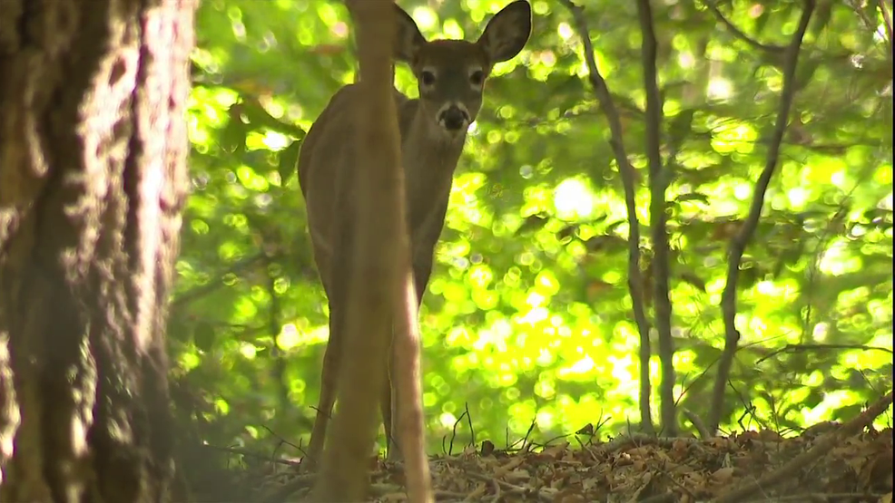 Addressing deer overpopulation: A new initiative by Baltimore City ...
