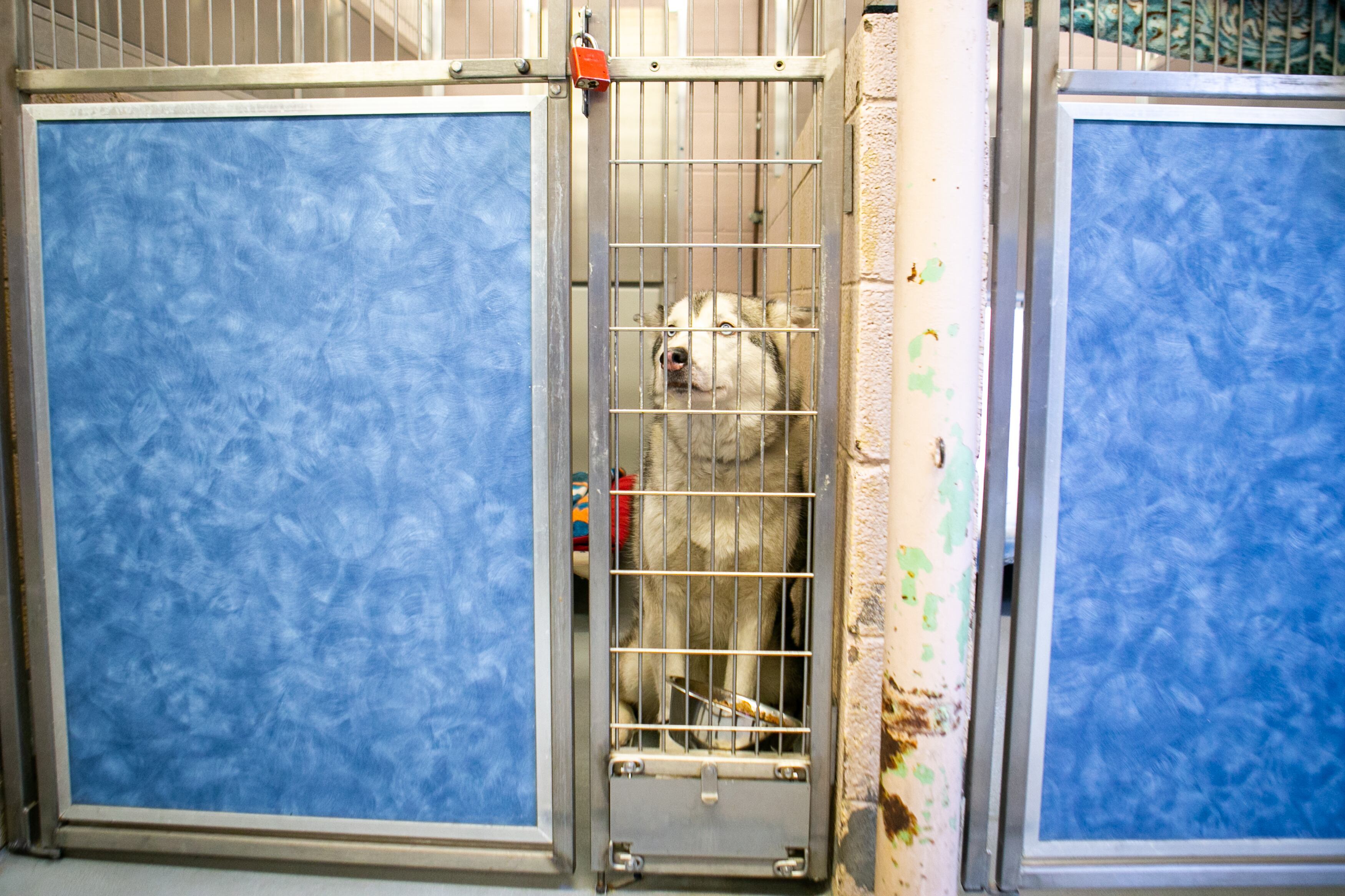 Portland-area animal shelter stops accepting dogs as respiratory ...
