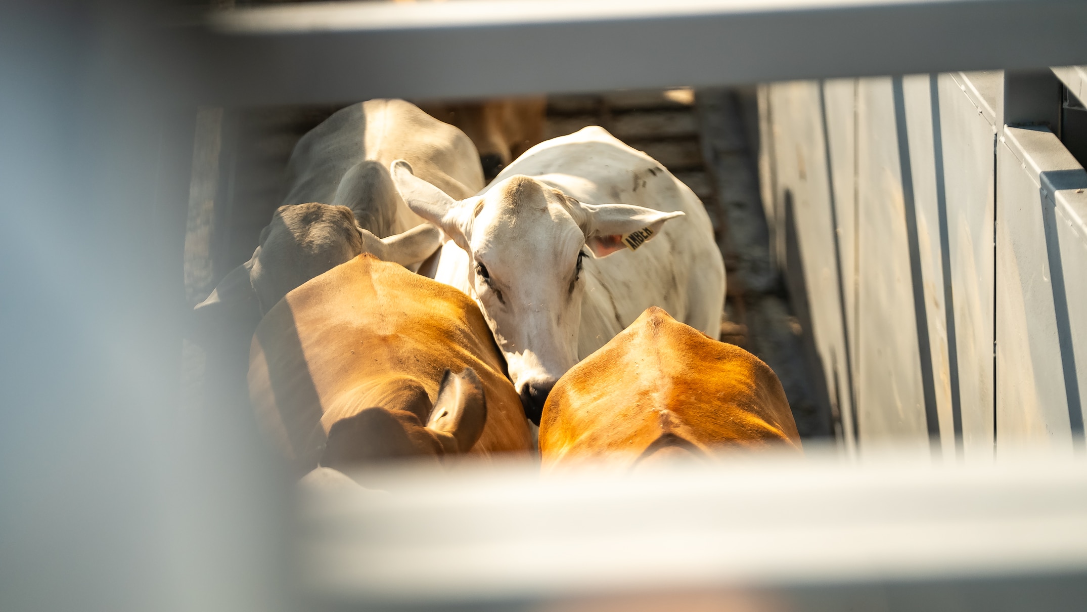 Innovative cattle loading ramp puts animal welfare at centre of design