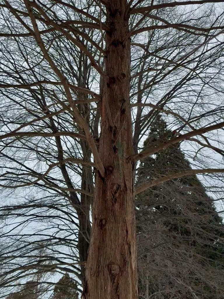 3 spots to see Michigan’s largest dawn redwoods, a species once ...