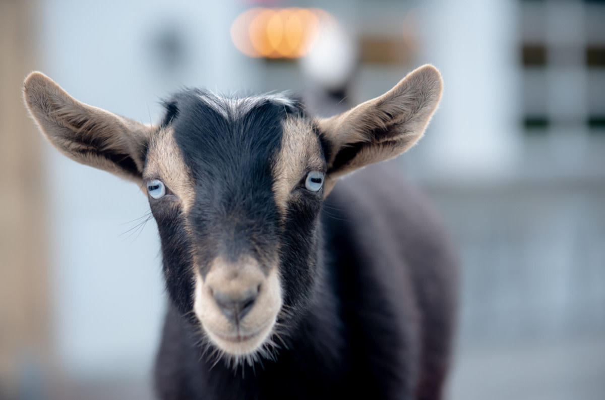 Pregnant goat waddles before giving birth to five adorable kids