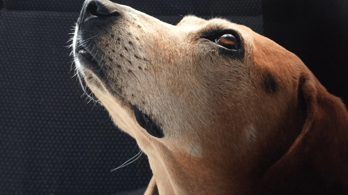 20 silent signs in your dog that could indicate serious illness ...