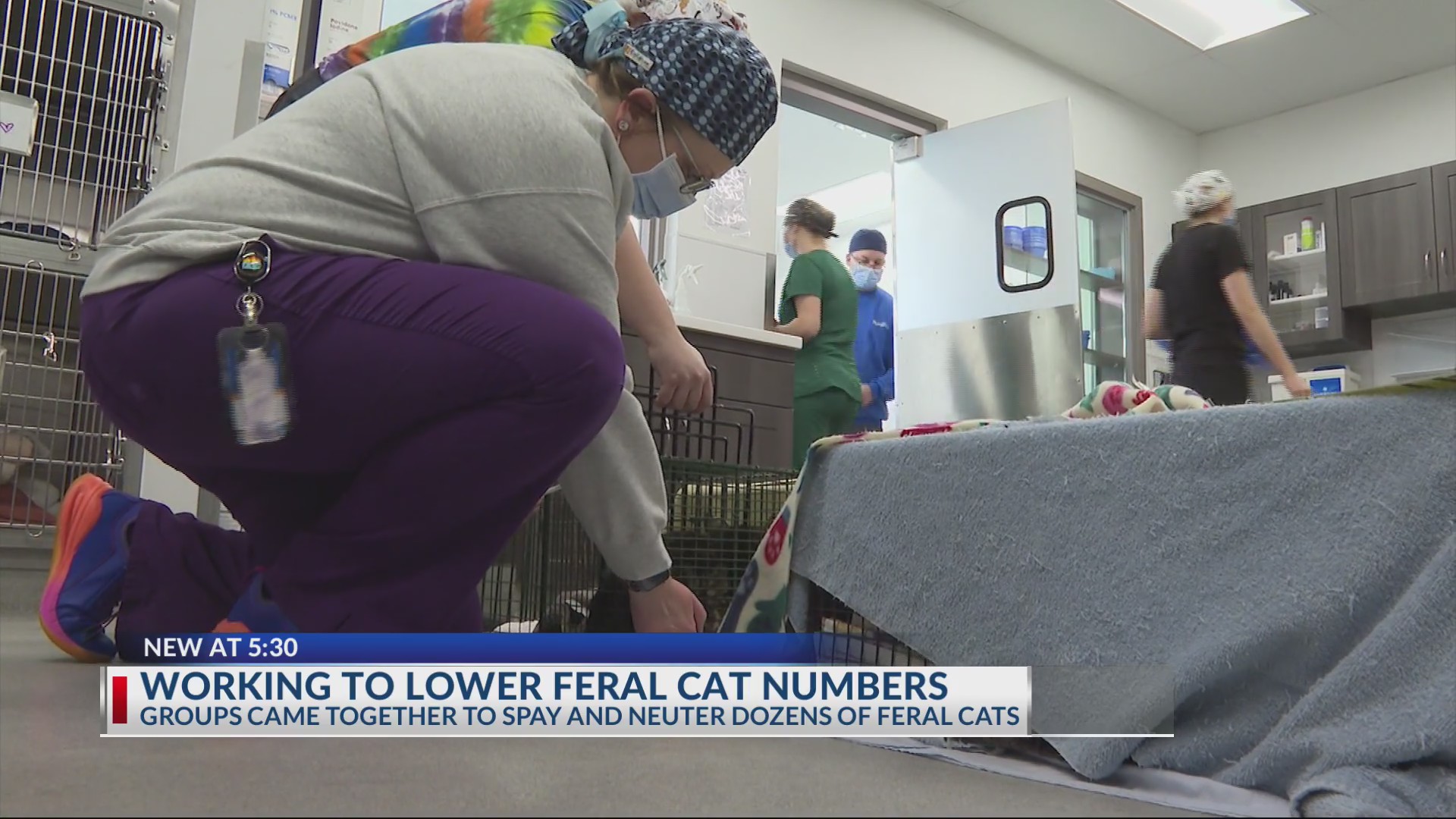 Columbus Humane helps control feral cat population in central Ohio